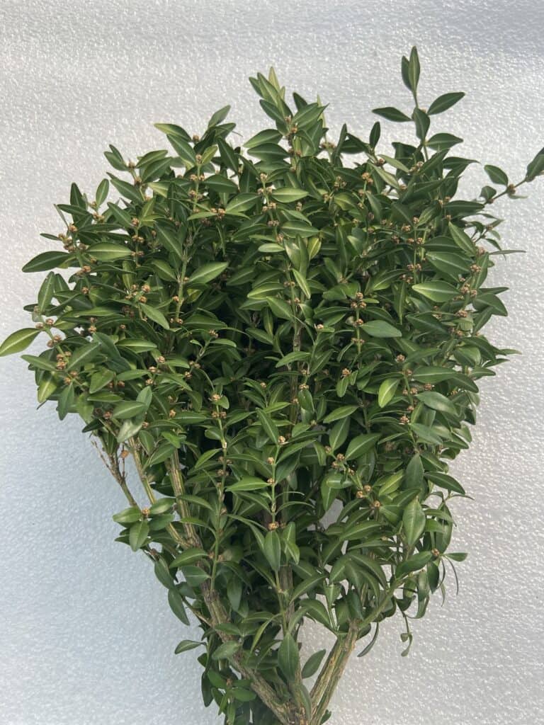 Oregonia - Yona’s Greenhouse